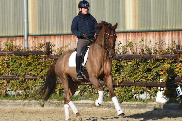 rider-training | Mclean Reitsport